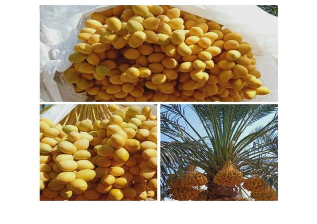 Barhi Dates - Agrobest